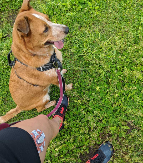 Cat Dexcom G6 Tape - ExpressionMed